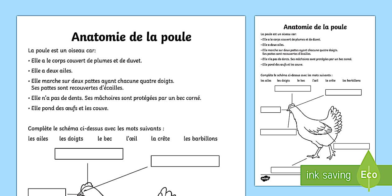 Fiche documentaire : L'anatomie de la poule (teacher made)