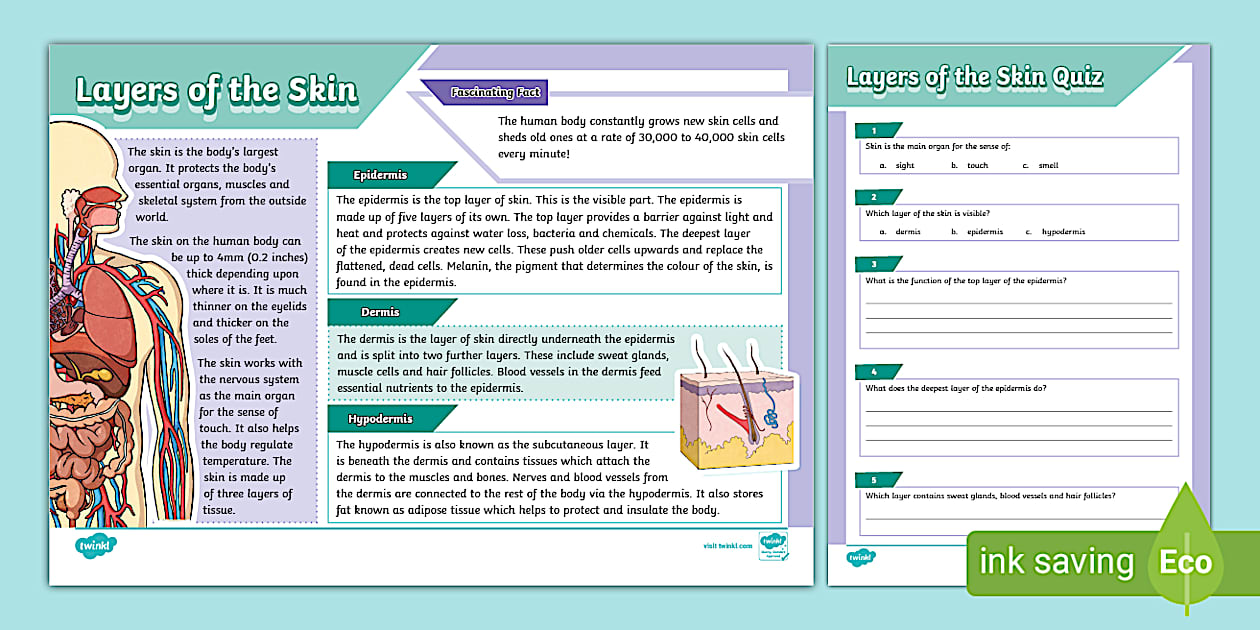 KS2 Layers of the Skin Fact File and Quiz - Twinkl - KS2