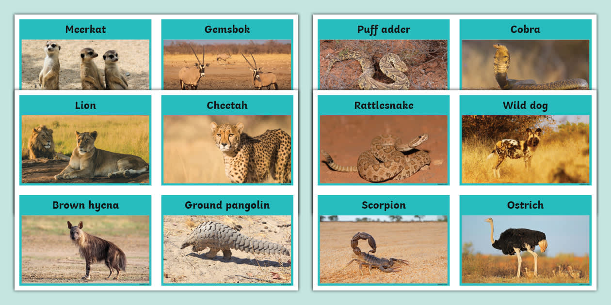 Desert Animals of South - Africa Flashcards