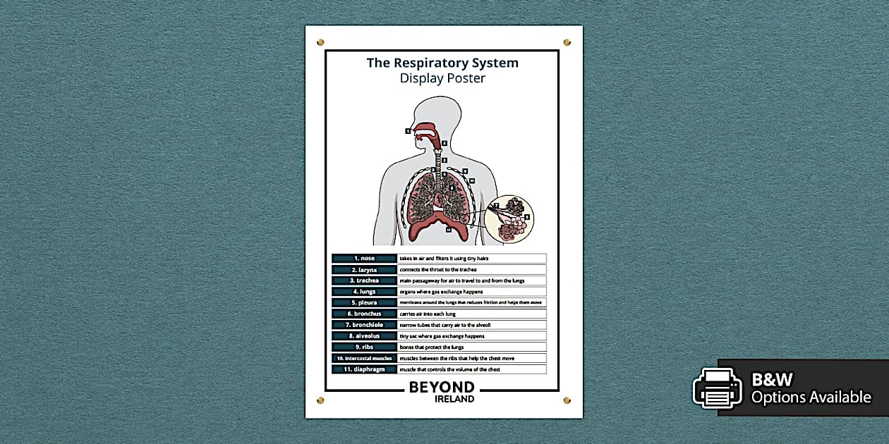 The Respiratory System Display Poster