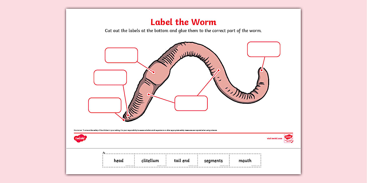 Label the Worm Worksheet (teacher made) - Twinkl