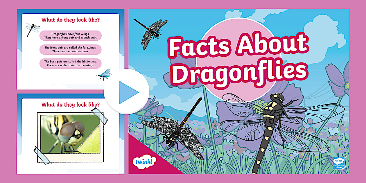 KS1 Facts About Dragonflies PowerPoint - Science - Twinkl