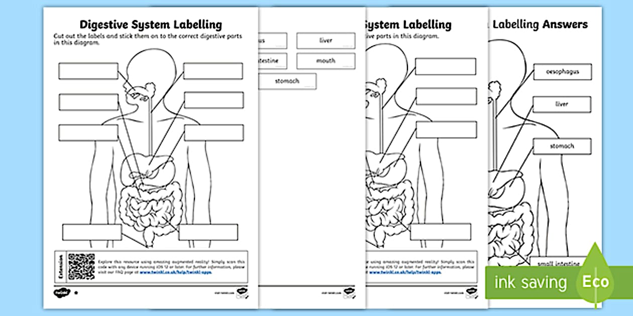 KS2 Image of the Digestive System with Labels QR Activity