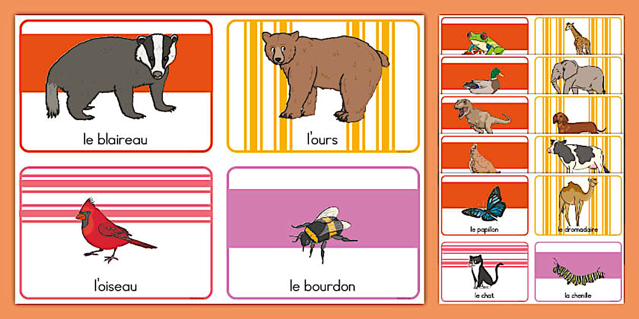 Cartes de vocabulaire : Les animaux (teacher made) - Twinkl