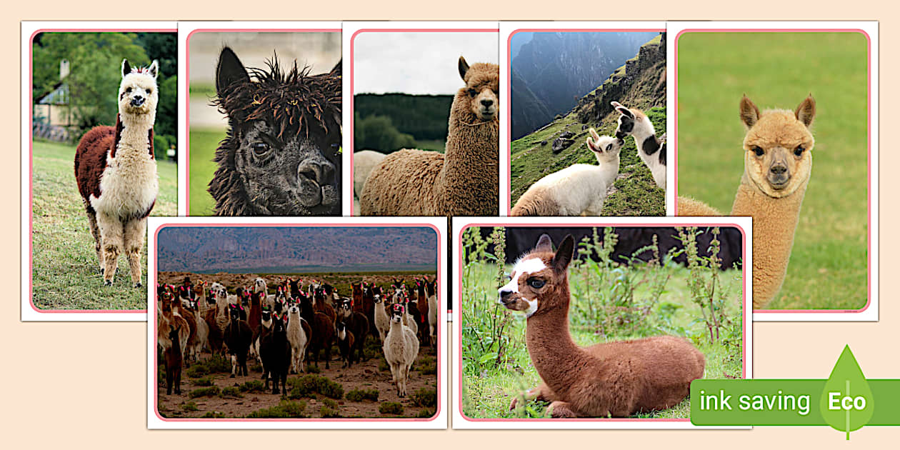 Llama and Alpaca Display Photos - Animals (teacher made)