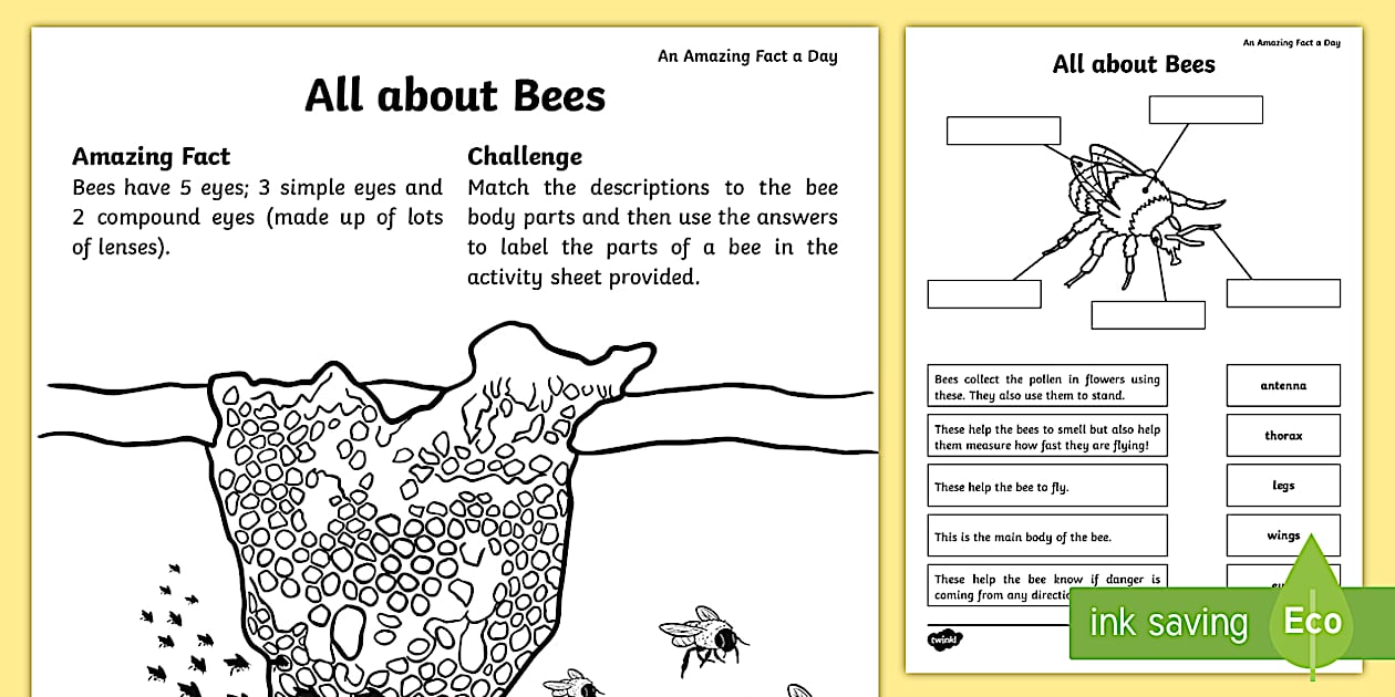 KS1 All About Bees Worksheets - Teaching Resources - Twinkl
