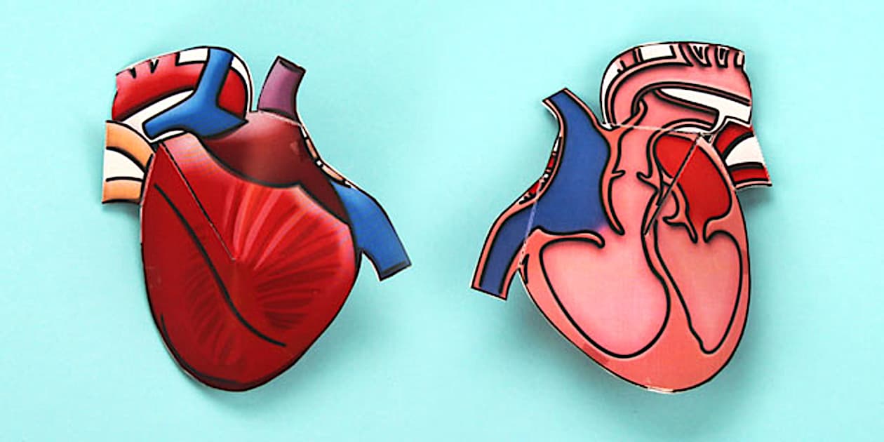 3D Human Heart Cross-Section Model | Papercraft Activity