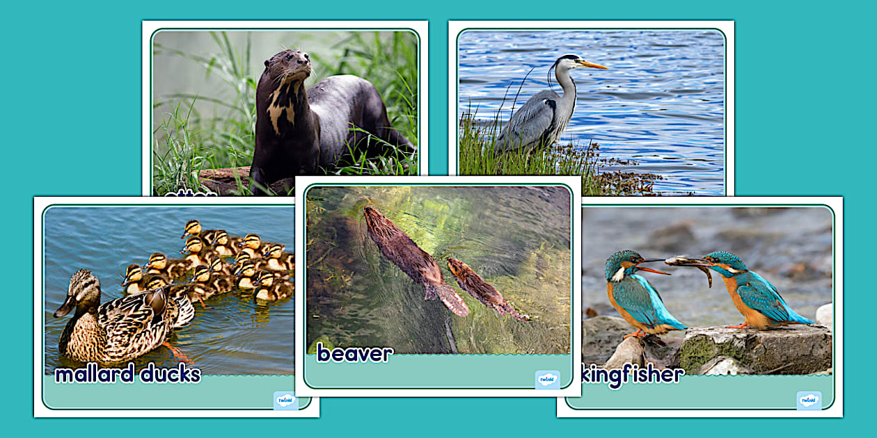 River Animal Photos (teacher made) - Twinkl
