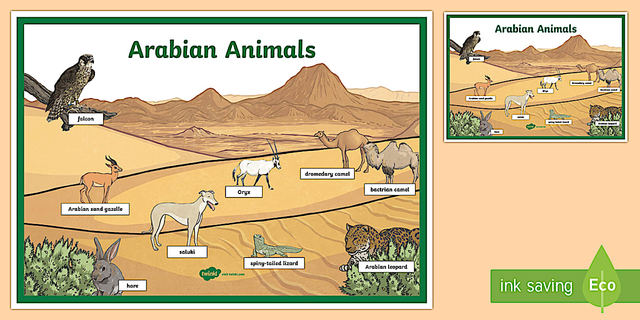 Arabian Animal illustrations Display Posters (teacher made)