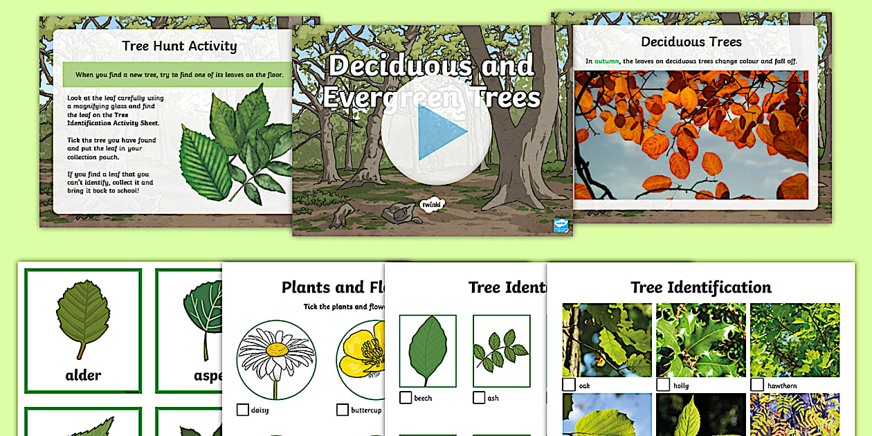 Deciduous and Evergreen Trees Lesson Pack (teacher made)