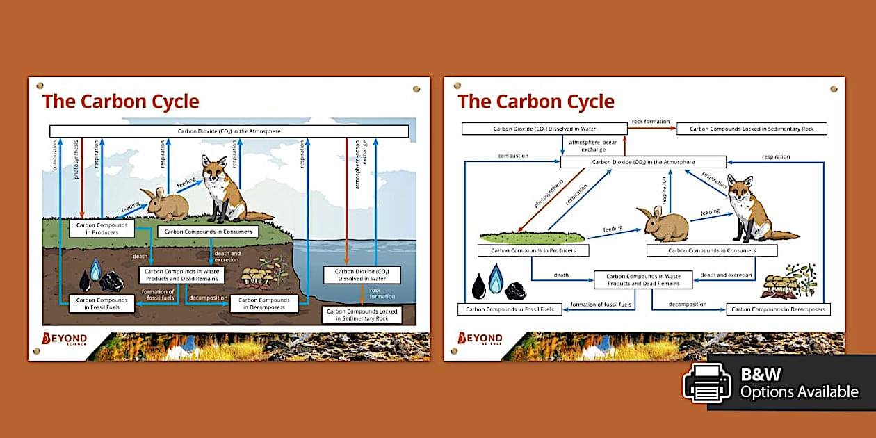 The Carbon Cycle Poster | KS3 Science | Beyond - Twinkl