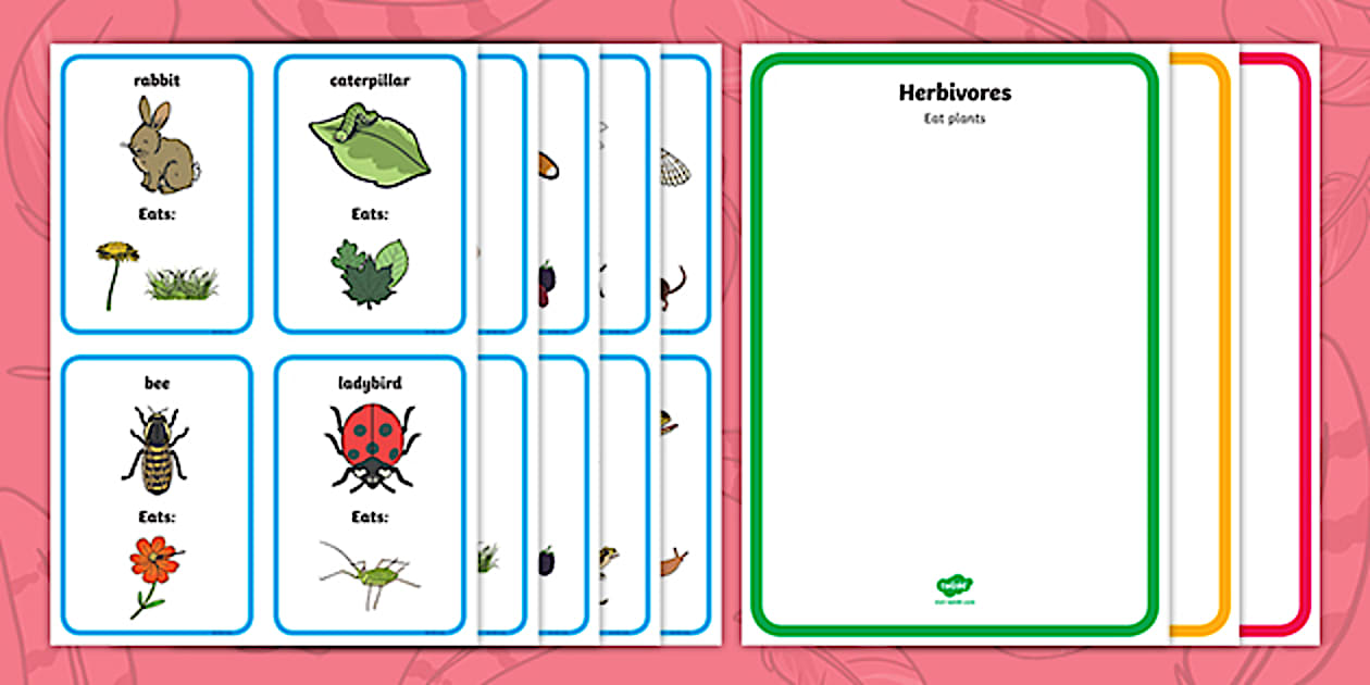 Carnivores, Herbivores and Omnivores Sorting Activity
