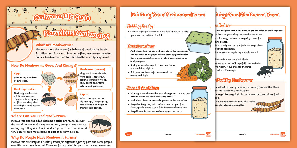 Build a Mealworm Habitat: Classroom Activity for Kids!