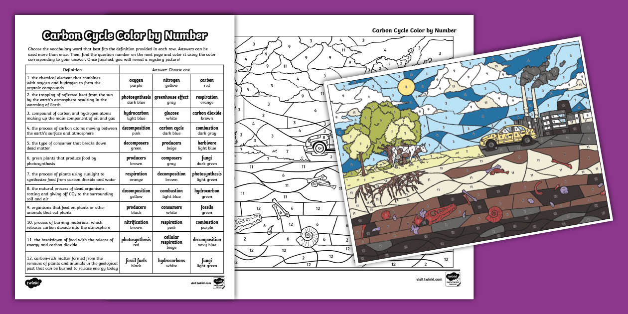 Sixth Grade Carbon Cycle Color by Number Activity - Twinkl