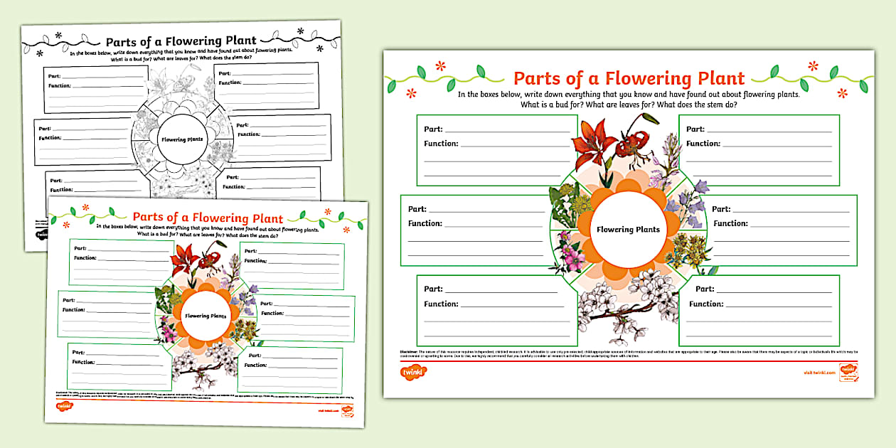 Functions of a Flowering Plant Mind Map (teacher made)