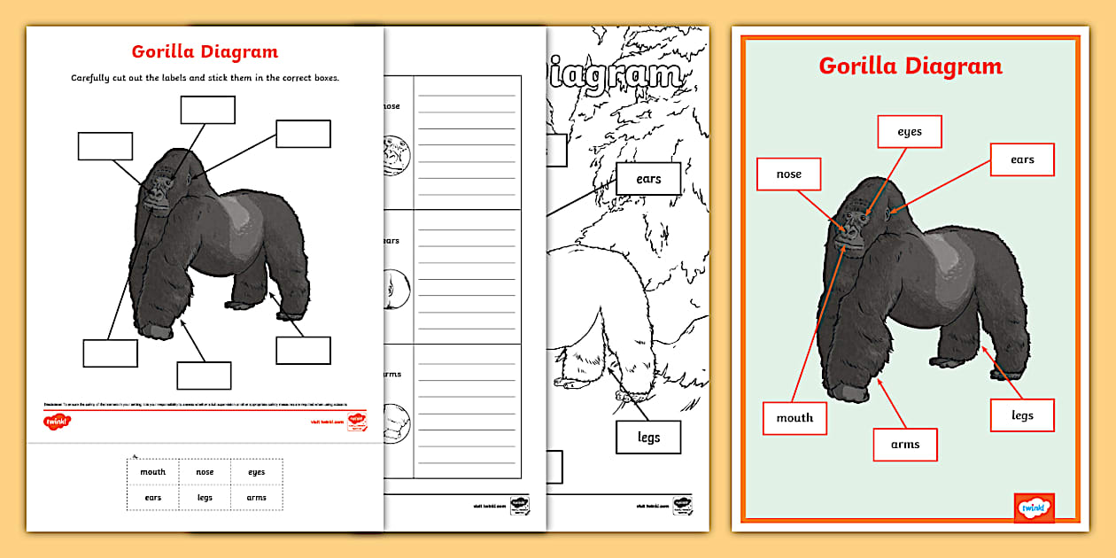 Gorilla Diagram Pack (Teacher-Made) - Twinkl