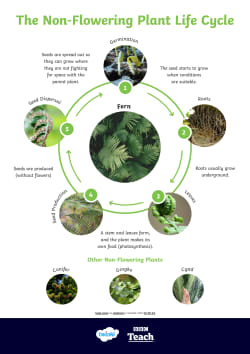 FREE! - Life Cycle Posters - BBC Teach Video - Twinkl - Partnerships