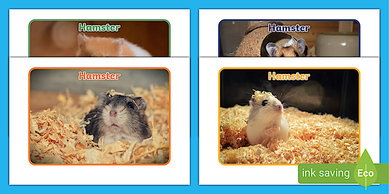 Hamster Photo Pack (teacher made) - Twinkl