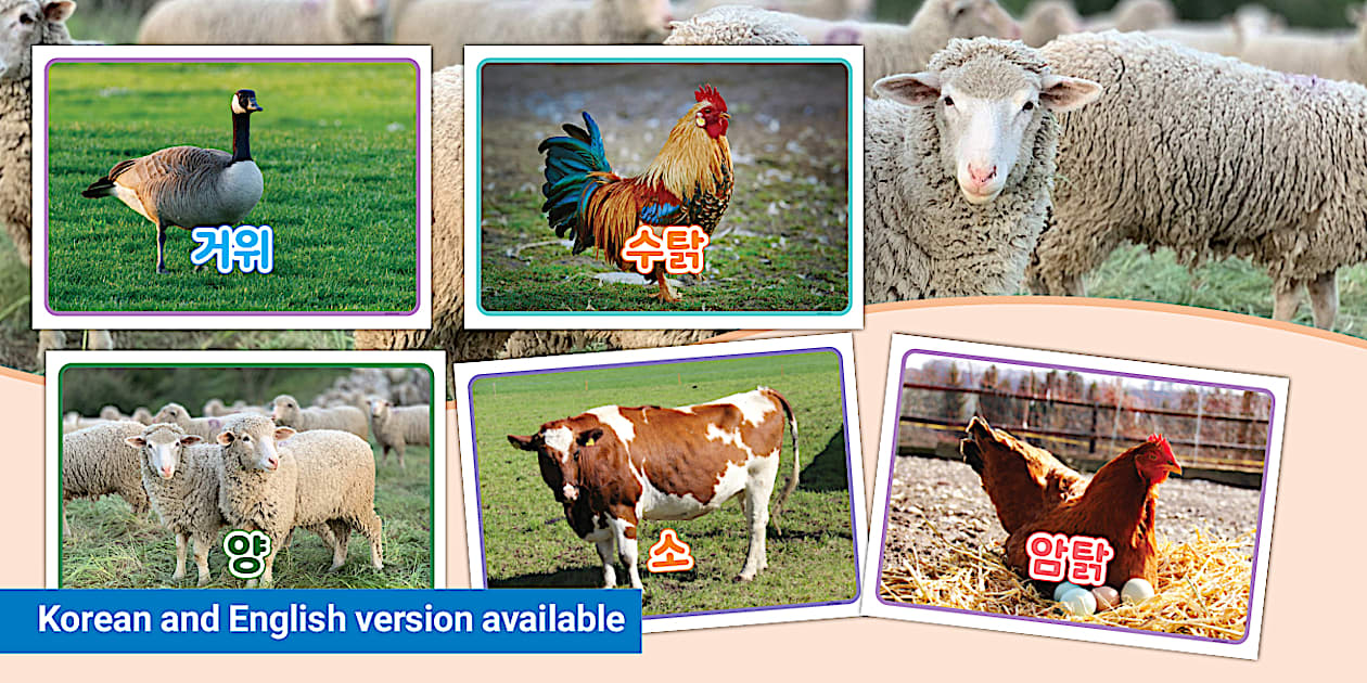 농장 동물 사진 | Farm Animal Display Photos