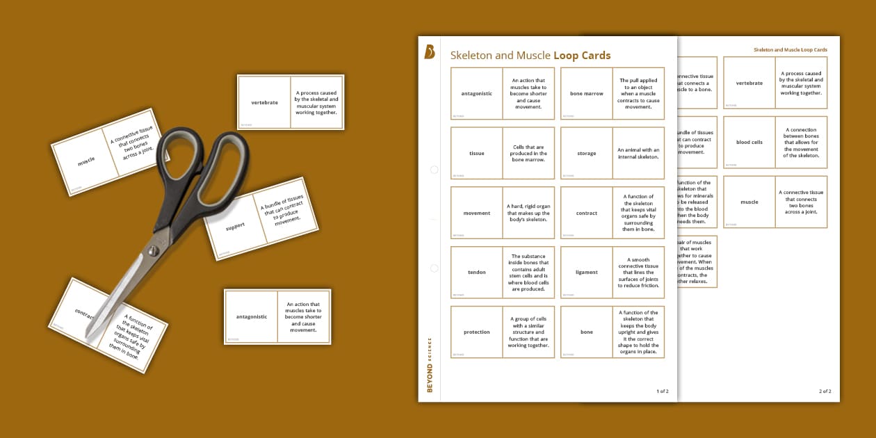 Skeleton and Muscle Loop Cards | KS3 | Beyond Science