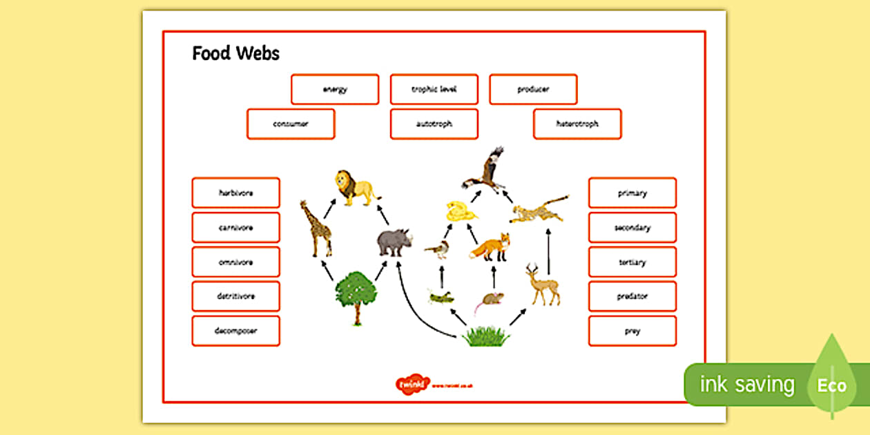Editable Food Webs Word Mat (Lehrer gemacht) - Twinkl