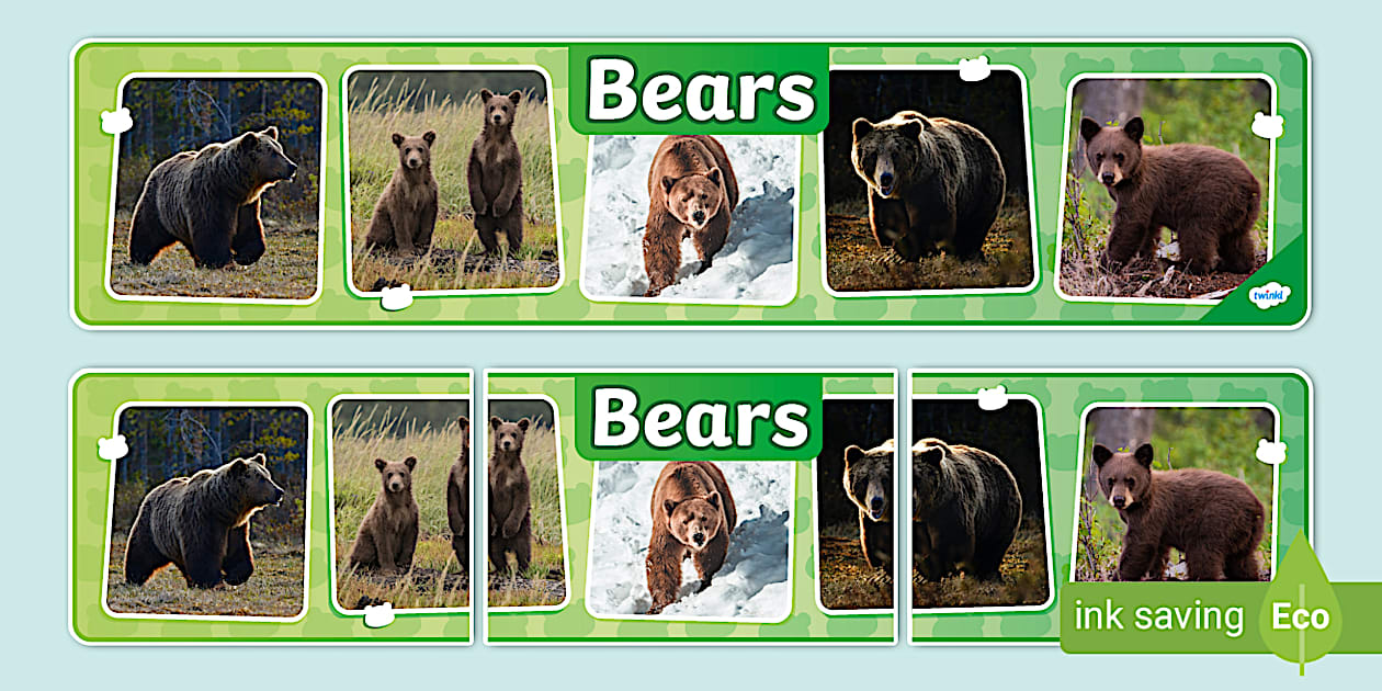 Bears Photo Display Banner (Teacher-Made) - Twinkl