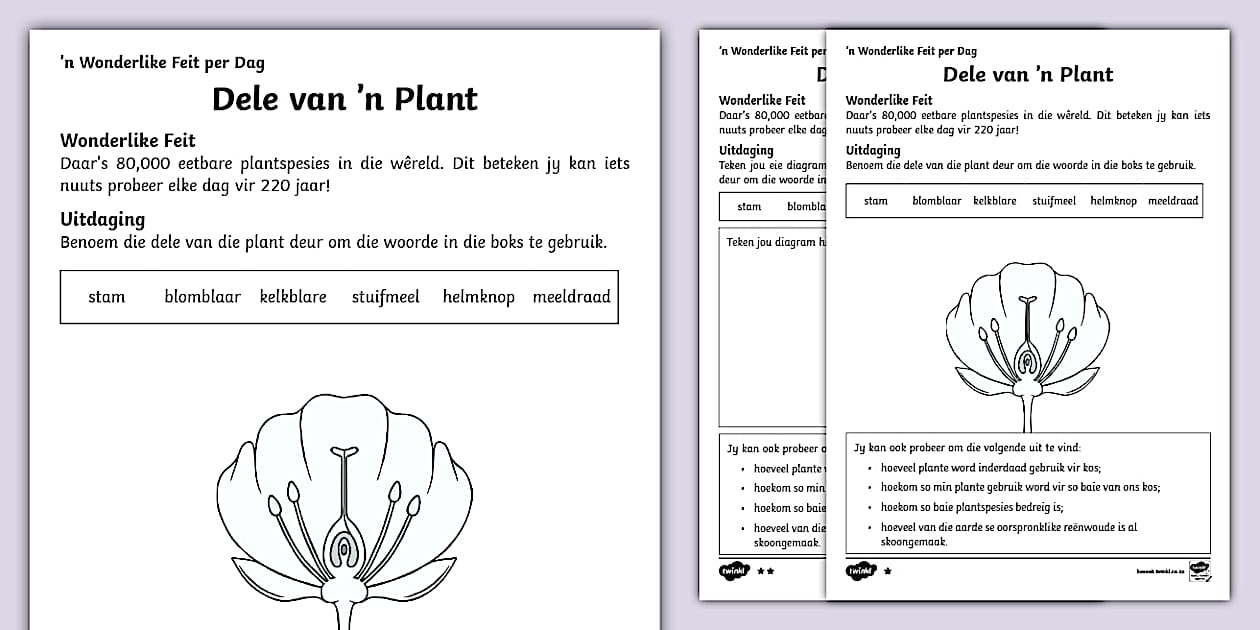 Dele van 'n Plant Werkkaart (teacher made) - Twinkl