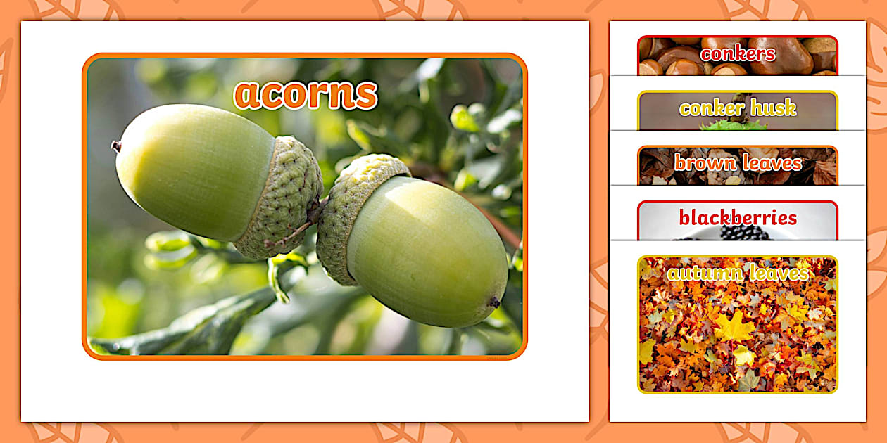 Autumn Display Photos (teacher made) - Twinkl