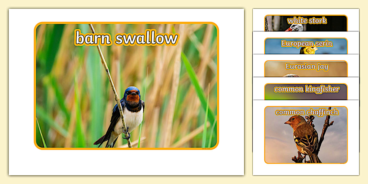 Birds in Poland Display Photos (teacher made) - Twinkl