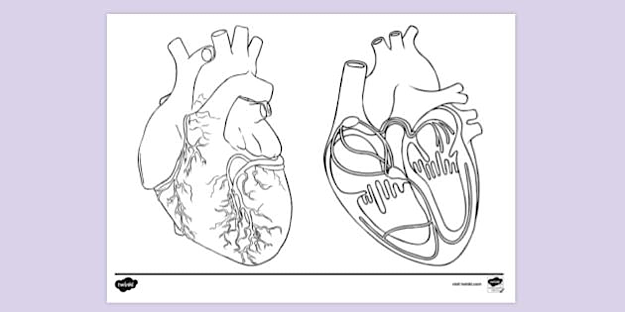 Human Heart Colouring Page - Colouring - KS1 - Twinkl