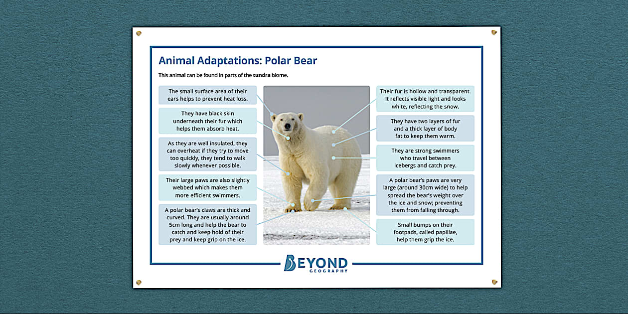 Adaptations of a Polar Bear Display Poster (Teacher-Made)