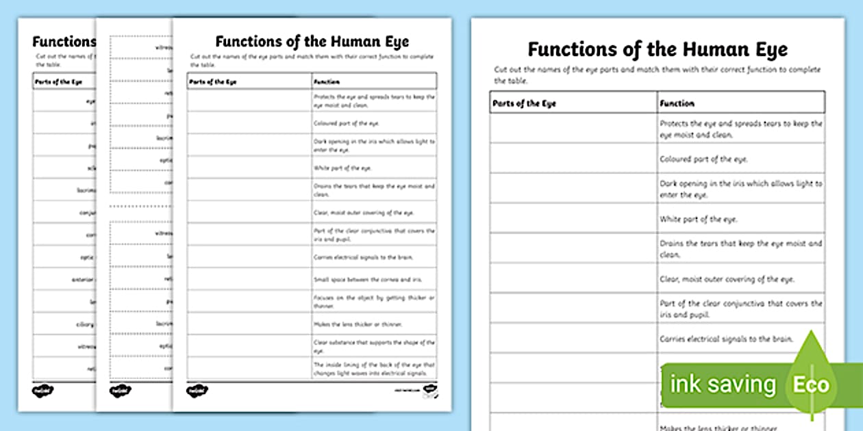 How the Eye Works - KS2 Activity (teacher made) - Twinkl
