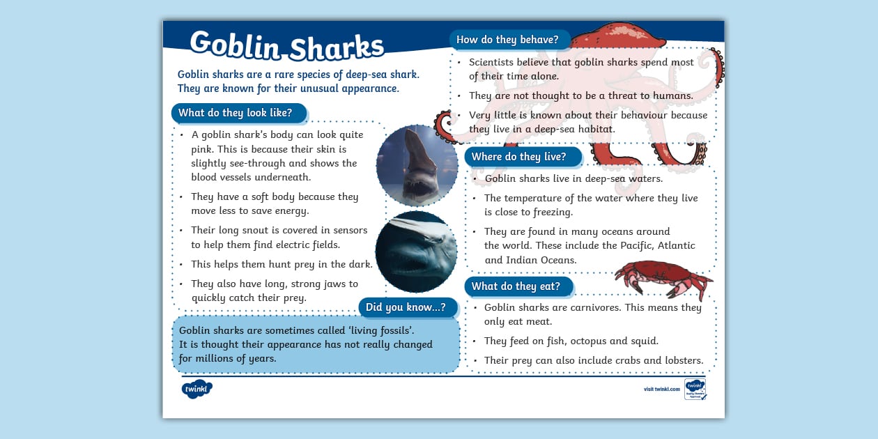 Goblin Shark Fact File | Goblin Shark Facts (teacher made)