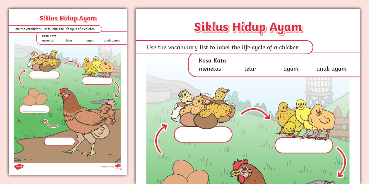 Chicken Life Cycle Labelling Activity - Indonesian - Twinkl