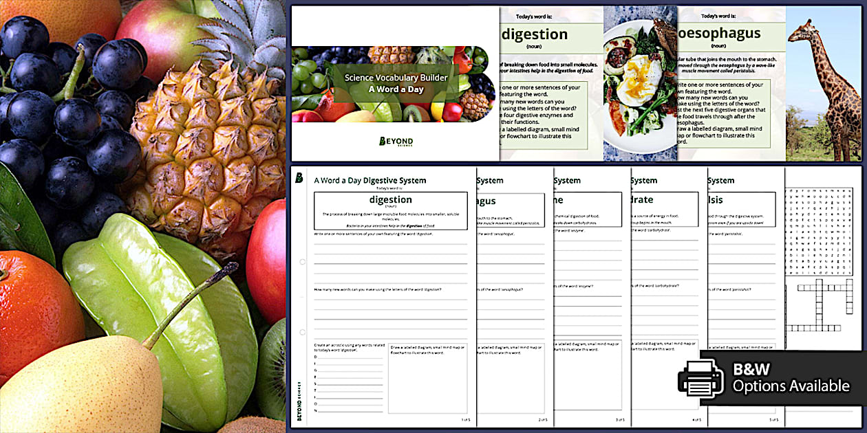 Digestive System Word A Day - Beyond Secondary - Science