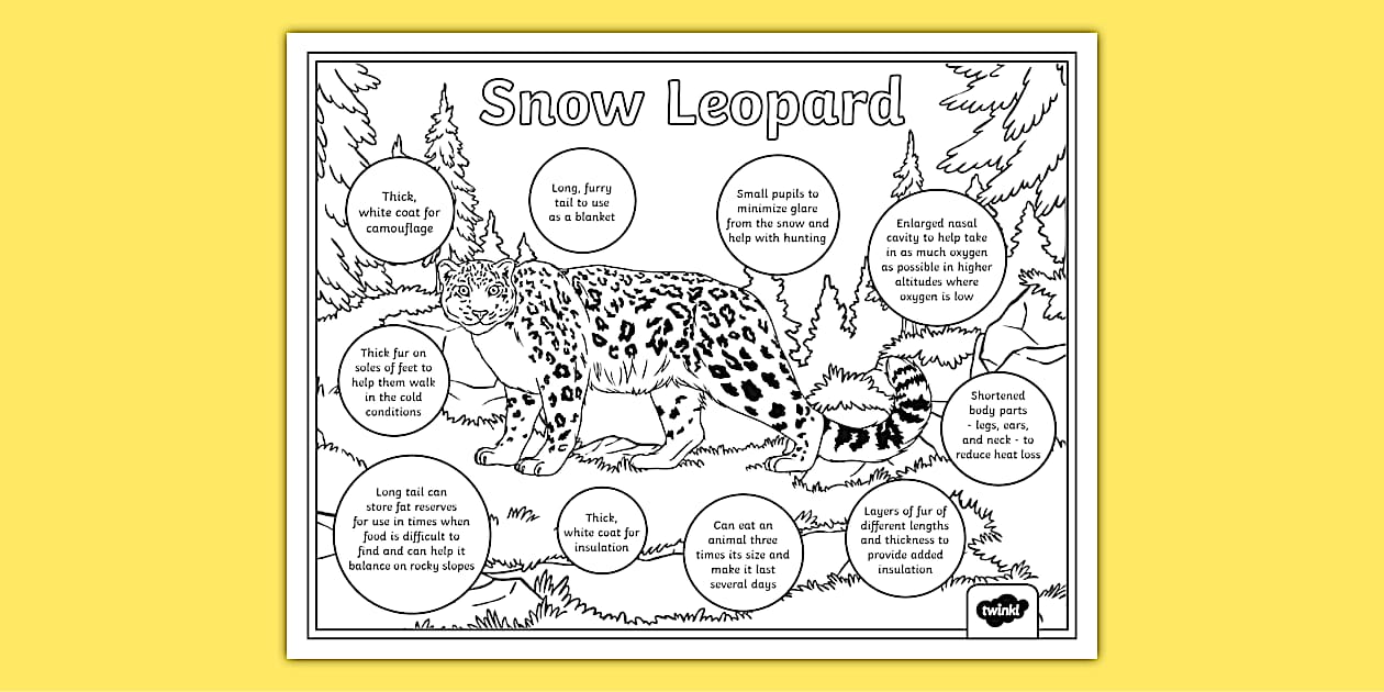 Snow Leopard Adaptations Coloring Page | Twinkl