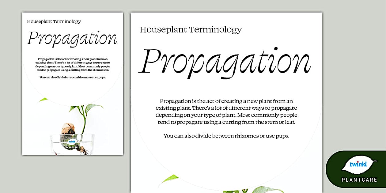 'Propagation' Plantcare Terminology Poster (teacher made)