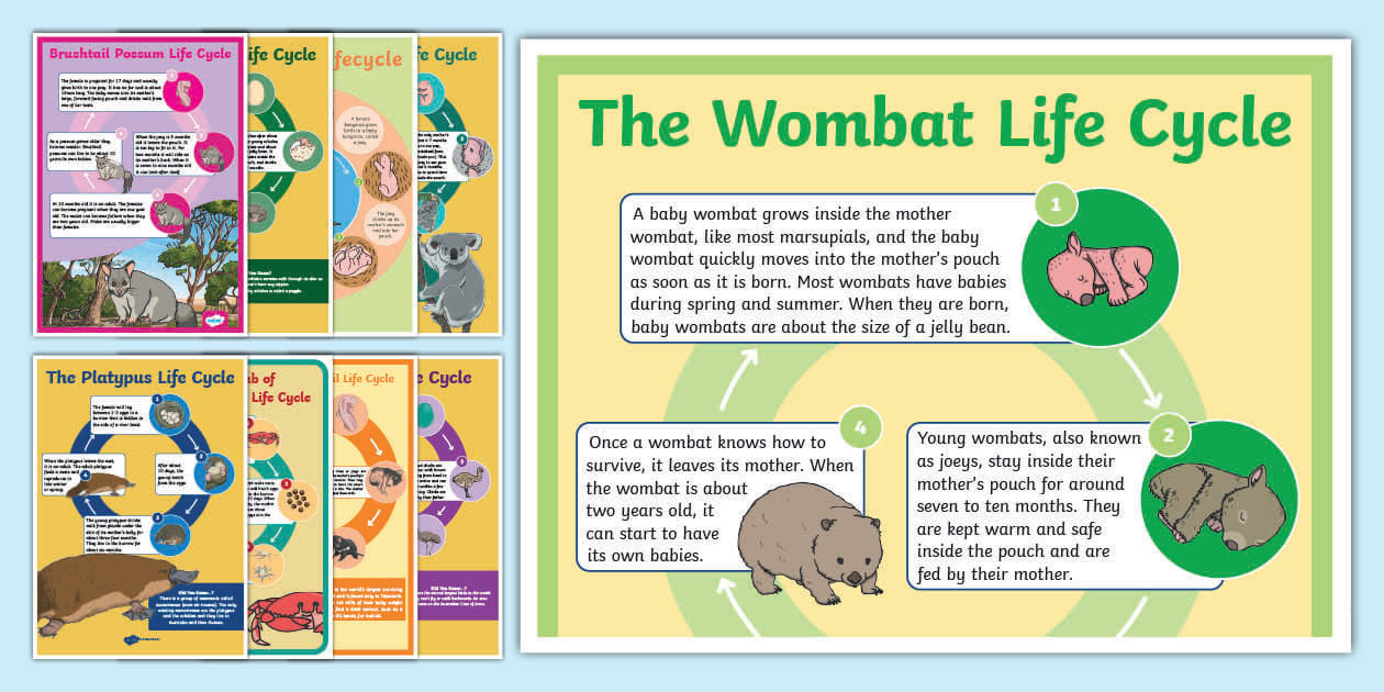 Australian Animals Life Cycle Poster Pack (Teacher-Made)