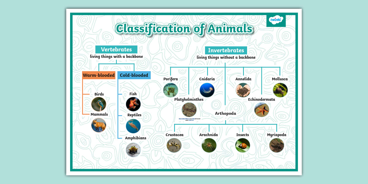 Animal Kingdom Classification Photo Display Poster - Twinkl