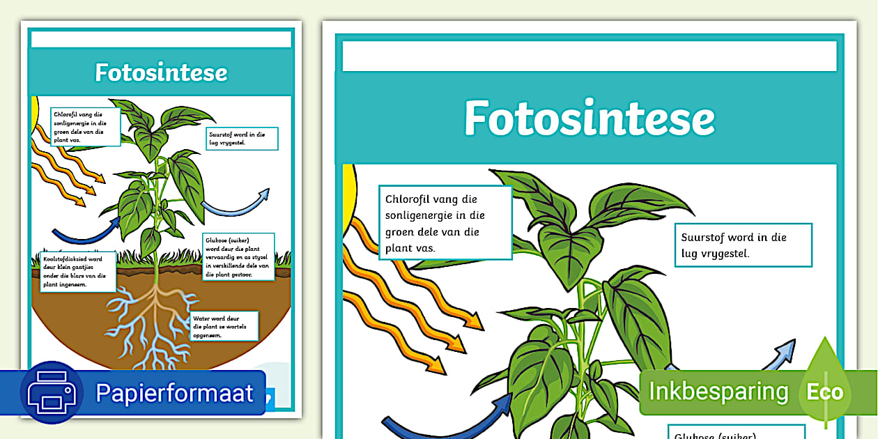 Fotosintese Plakkaat (teacher made) - Twinkl