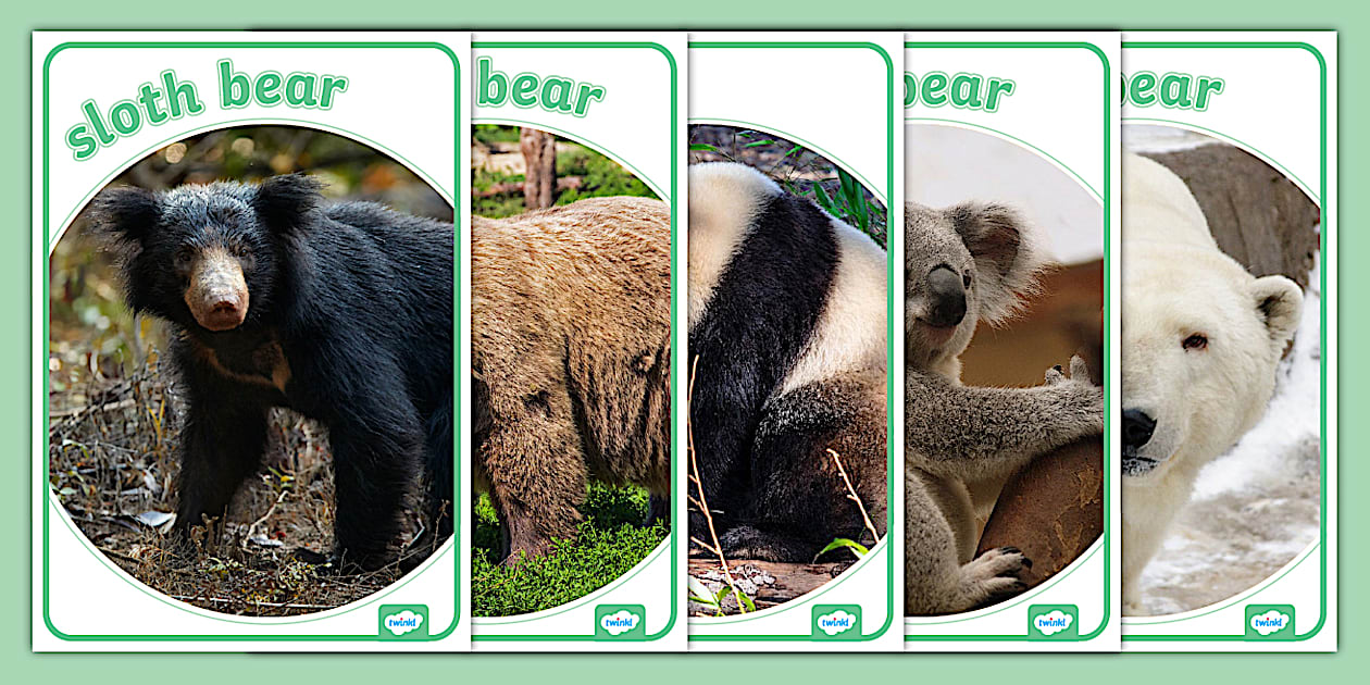 Bears Display Posters | Twinkl (teacher made) - Twinkl