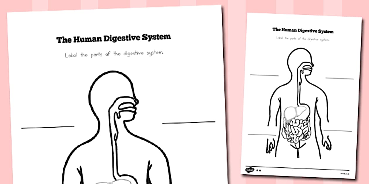 Digestive System Labeling Worksheet (Teacher-Made) - Twinkl