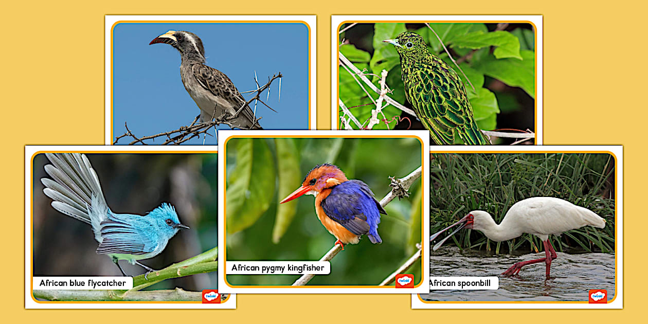 Colorful African Bird Photos Pack for Kids | Twinkl USA