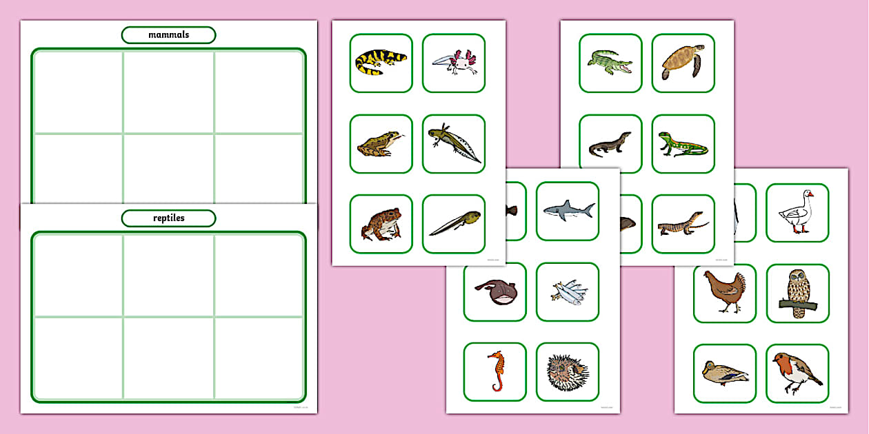 Colourful Semantics Animal Including Humans Sorting Activity