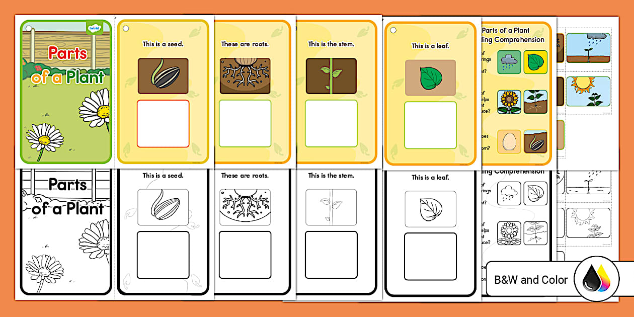 Parts of a Plant Adapted Reader - Twinkl