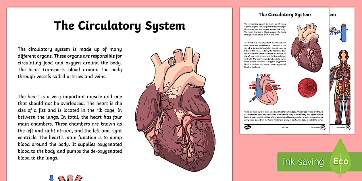 Circulatory System Printable | Anatomy | A Twinkl Resource