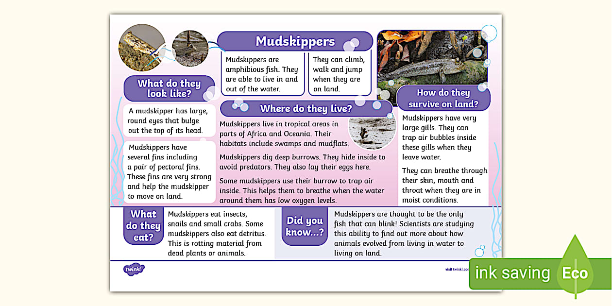 KS1 Mudskipper Fact File - Animals - Fish - Marine Habitat