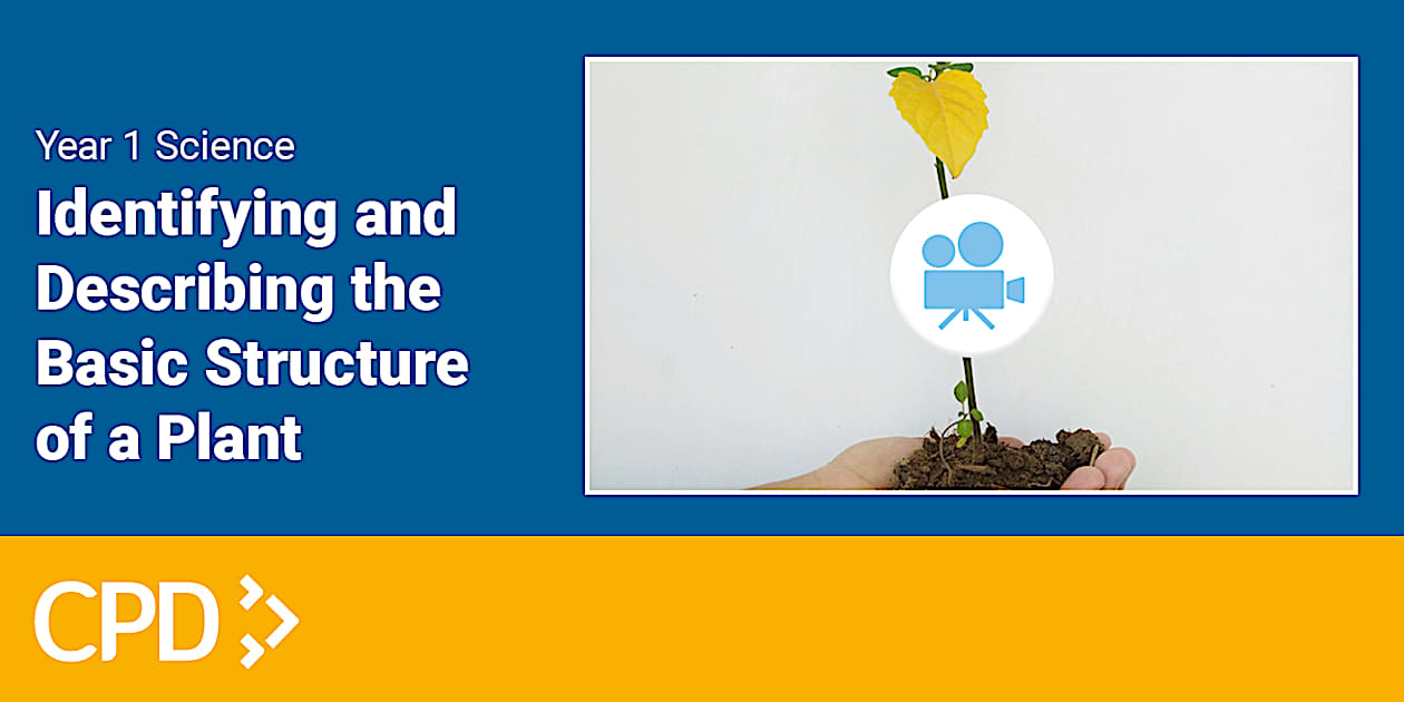 How to Teach Year 1 the Basic Structure of a Plant CPD Video