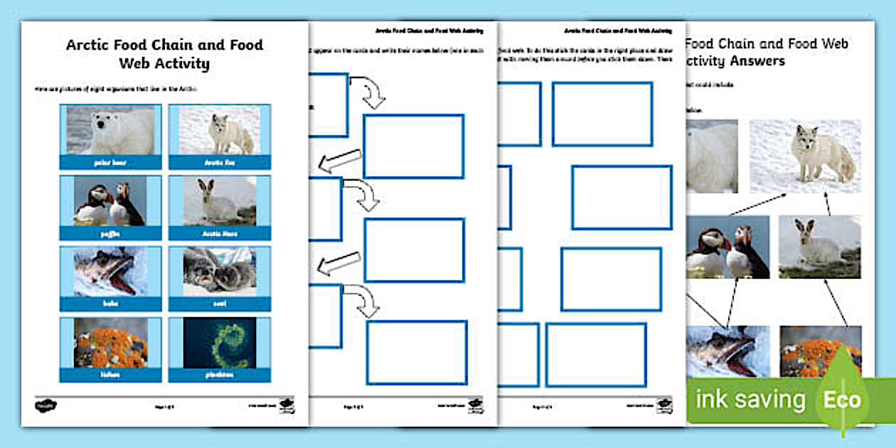 Arctic Food Chain and Arctic Food Web | Template Task