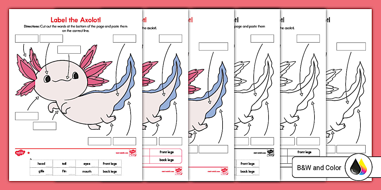 Label the Axolotl Differentiated Worksheet for K-2nd Grade